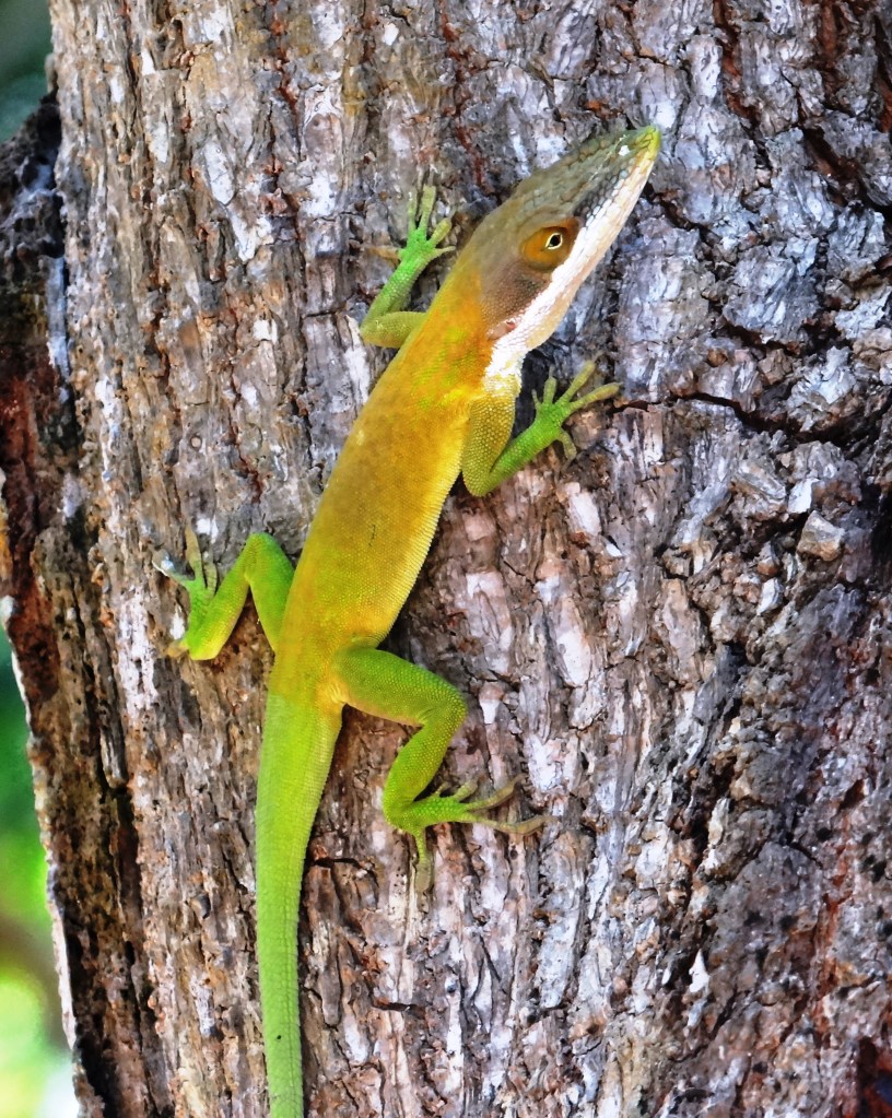ANOLIS ALLISONI: LA LAGARTIJA DE CABEZA AZUL (por Pablo R. Bedrossian ...