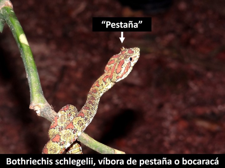 BOTHRIECHIS NIGROADSPERSUS (ANTES SCHLEGELII): EL TAMAGÁS DE PESTAÑA O ...