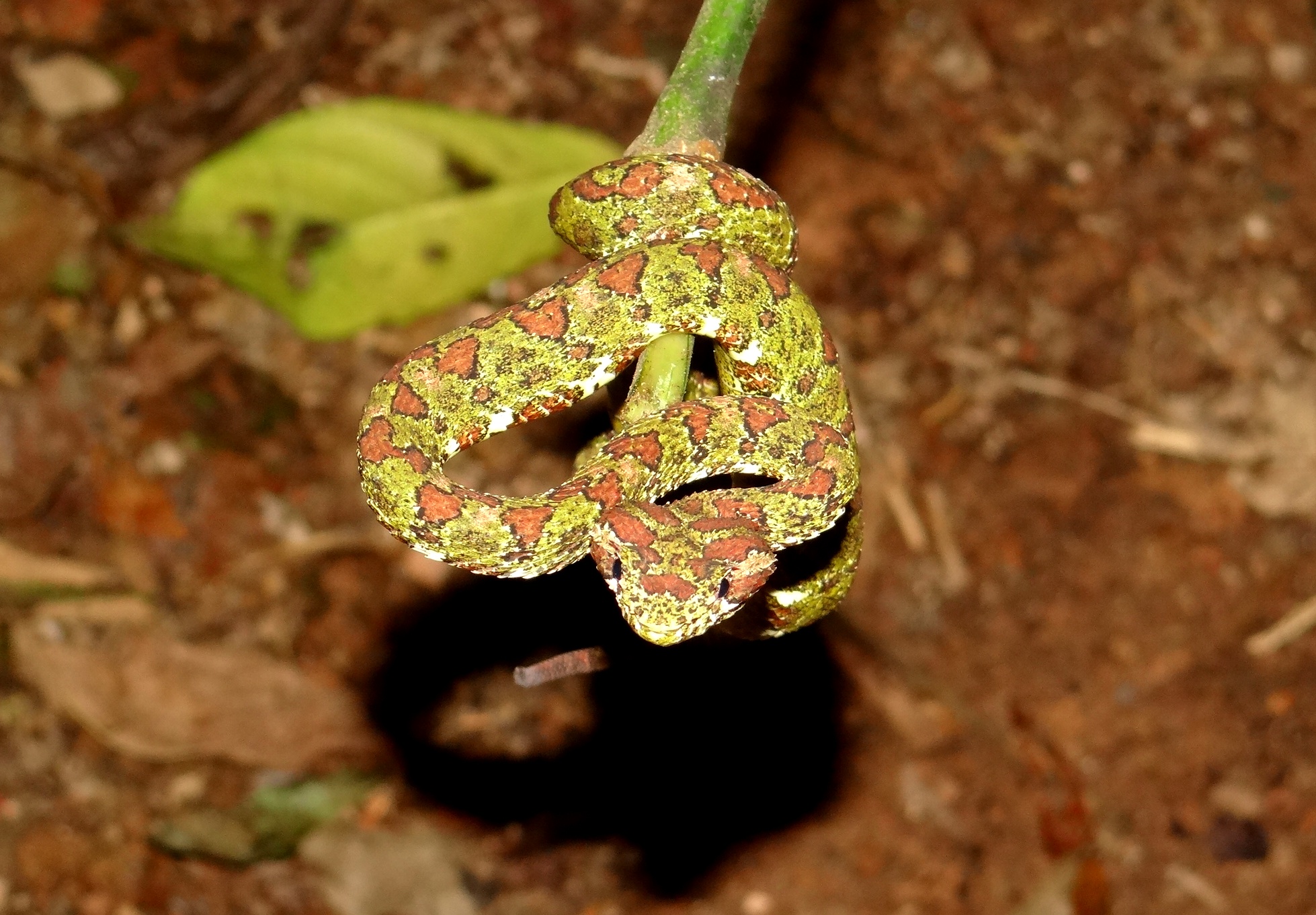 BOTHRIECHIS NIGROADSPERSUS (ANTES SCHLEGELII): EL TAMAGÁS DE PESTAÑA O ...