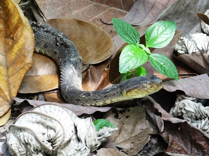 BOTHROPS ASPER – BARBA AMARILLA O TERCIOPELO: RESCATANDO UN EJEMPLAR ...