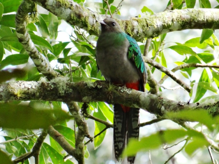 EL QUETZAL Y SU FAMILIA: LOS TROGONES CENTROAMERICANOS (por Pablo R ...