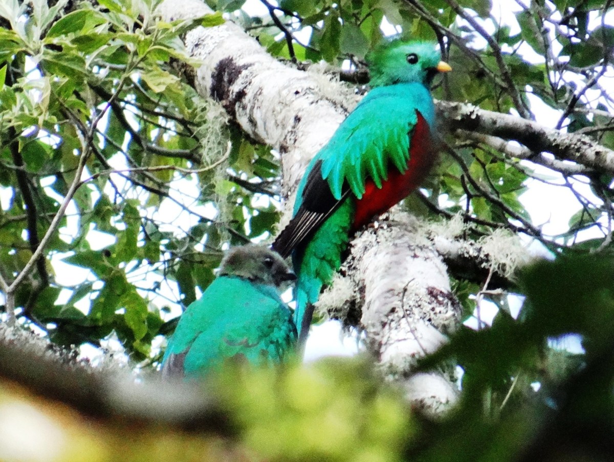 EL QUETZAL Y SU FAMILIA: LOS TROGONES CENTROAMERICANOS (por Pablo R ...
