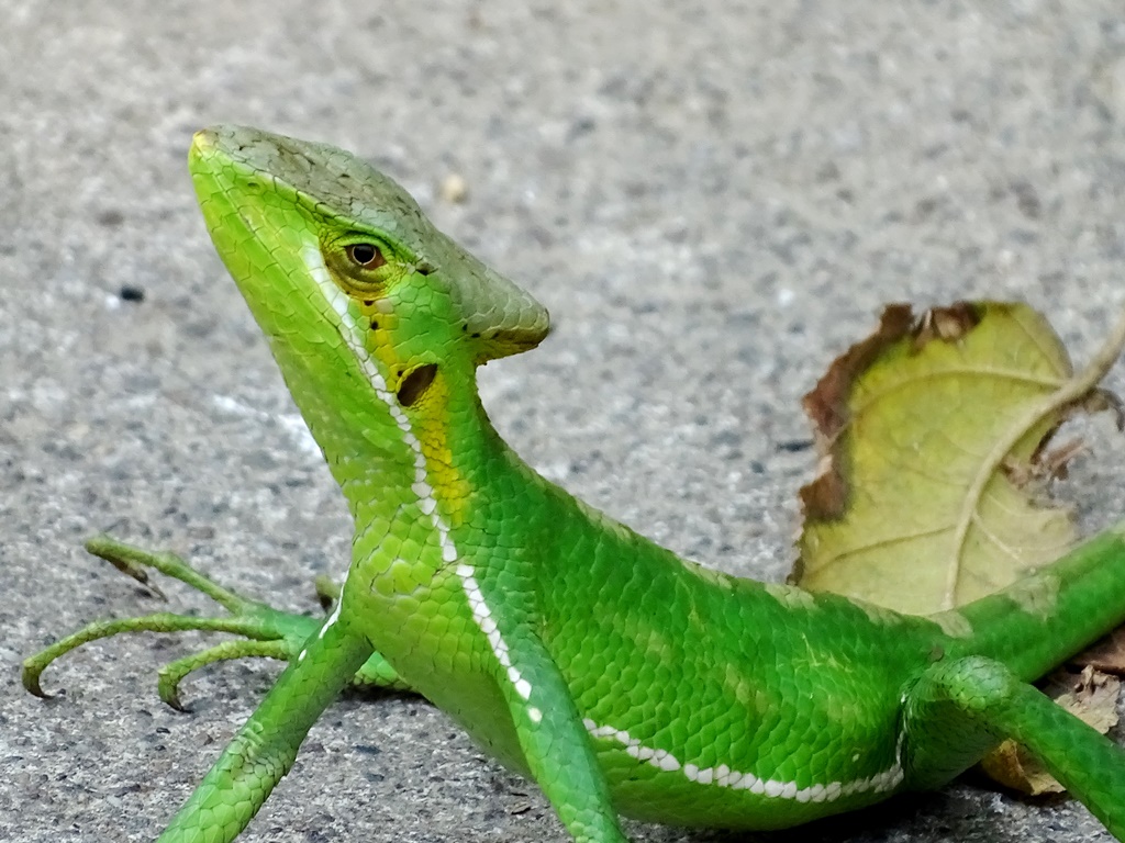 LAEMANCTUS LONGIPES: UNA BELLA «IGUANA DE CASCO» COLOR VERDE (por Pablo ...