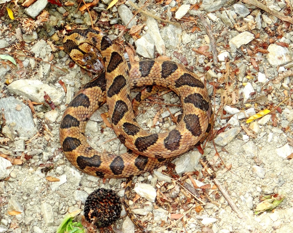 LEPTODEIRA RHOMBIFERA, LA “RATONERA” MÁS COMÚN DE CENTROAMÉRICA (por ...