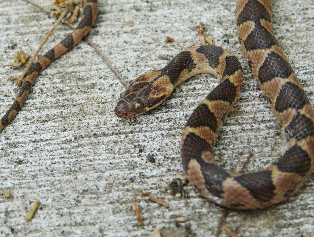 LEPTODEIRA RHOMBIFERA, LA “RATONERA” MÁS COMÚN DE CENTROAMÉRICA (por ...