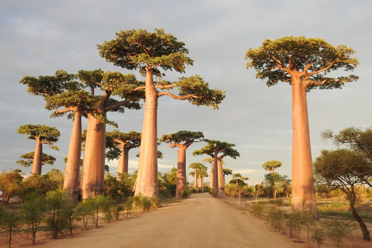 MADAGASCAR: UNA ISLA PARA EL ASOMBRO (por Pablo R. Bedrossian) – Pablo ...