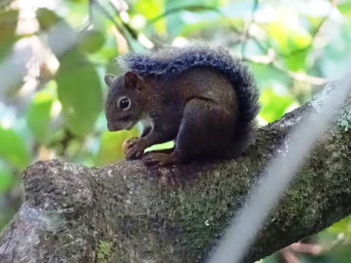 MAMÍFEROS DE HONDURAS (por Pablo R. Bedrossian) – Pablo Bedrossian