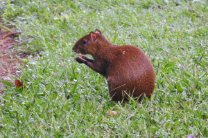 MAMÍFEROS DE HONDURAS (por Pablo R. Bedrossian) – Pablo Bedrossian