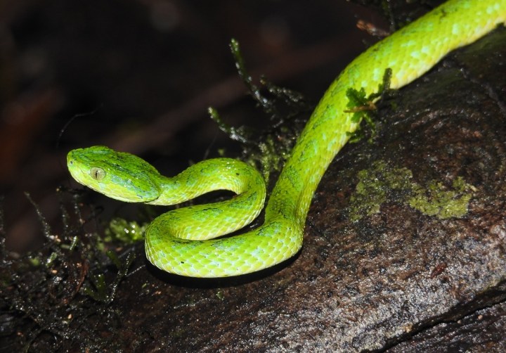 EN BUSCA DE LA BOTHRIECHIS THALASSINUS, UNA TEMIBLE VÍBORA DE HONDURAS ...